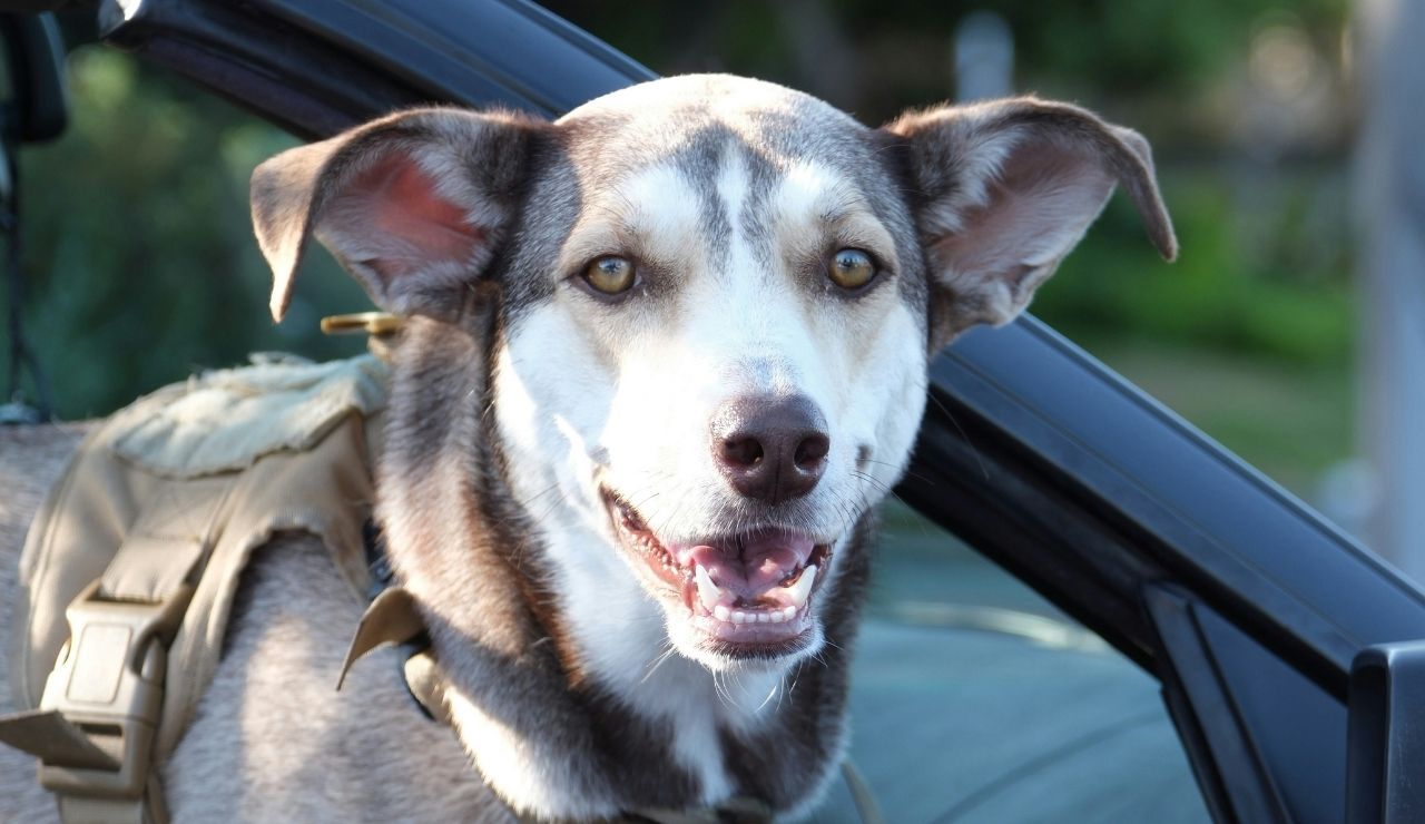 9 Tips for a Dog Friendly Road Trip to Keep Your Pup Safe and Happy ...