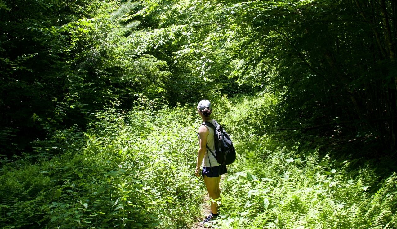 7 Smart Hiking Tips to Avoid Bugs and Wildlife Trouble | Backroad Planet