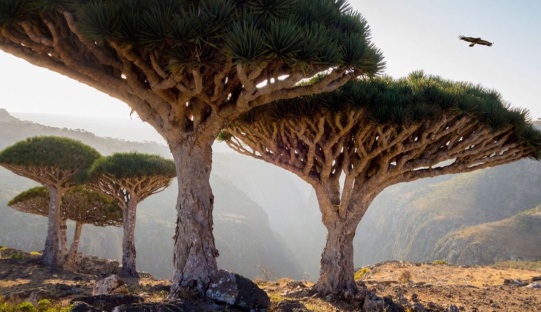 10 Destinations Where Rare Plant Life Still Thrives Against the Odds ...