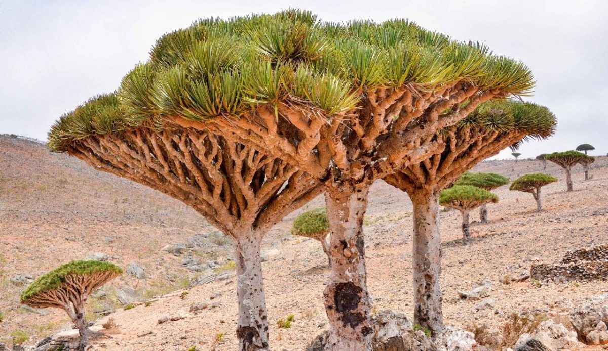 10 Middle East Destinations That Feel Lush and Tropical | Backroad Planet