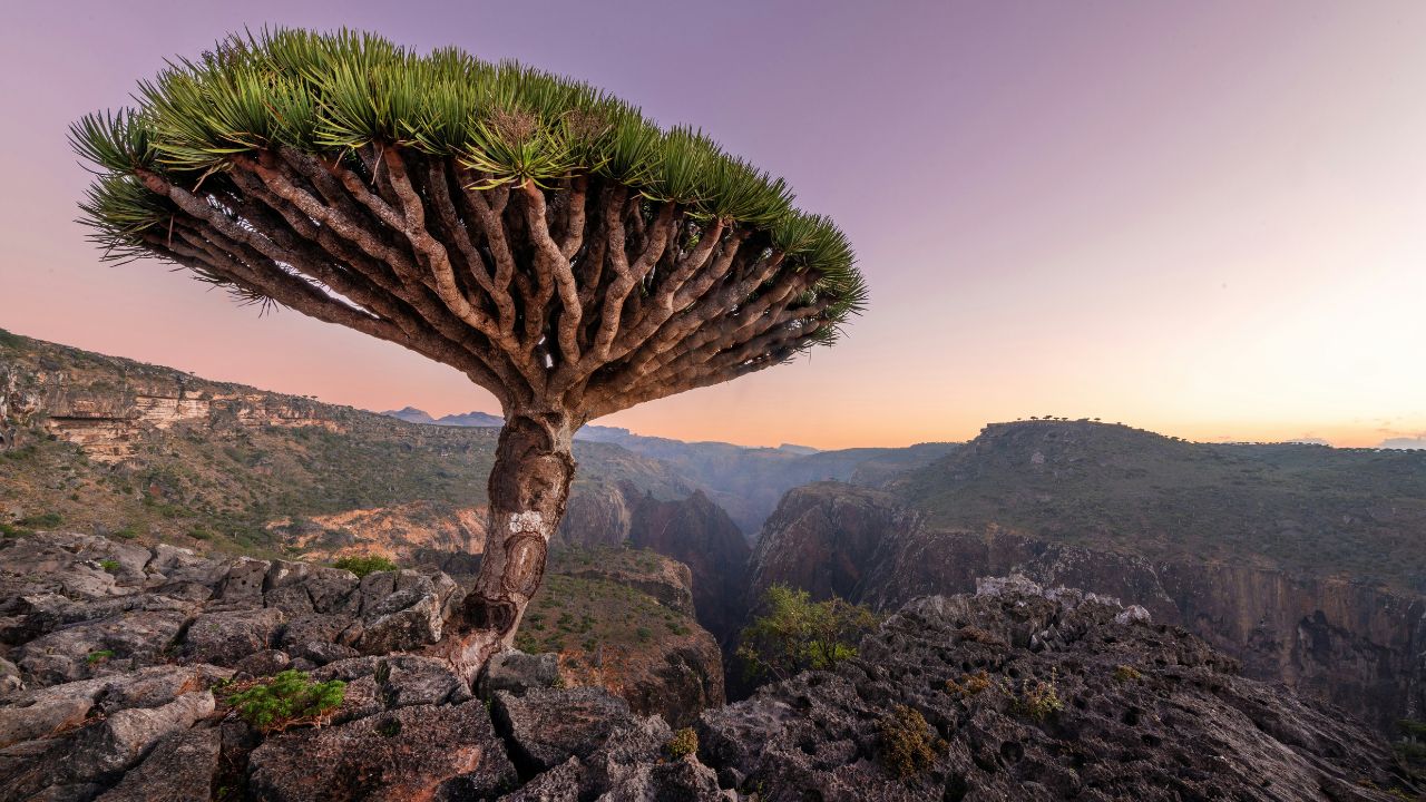 10 Destinations Where Rare Plant Life Still Thrives Against the Odds ...