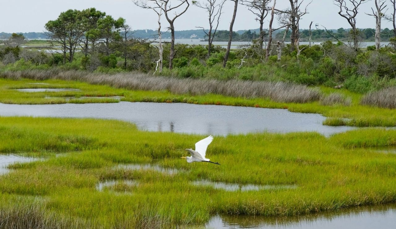 7 Wildlife-Rich Places in the U.S. Where Nature Still Shapes Daily Life | Backroad Planet